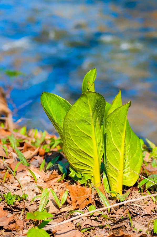 Skunk Cabbage (Symplocarpus Foetidus) Stock Photo - Image of cabbage ...