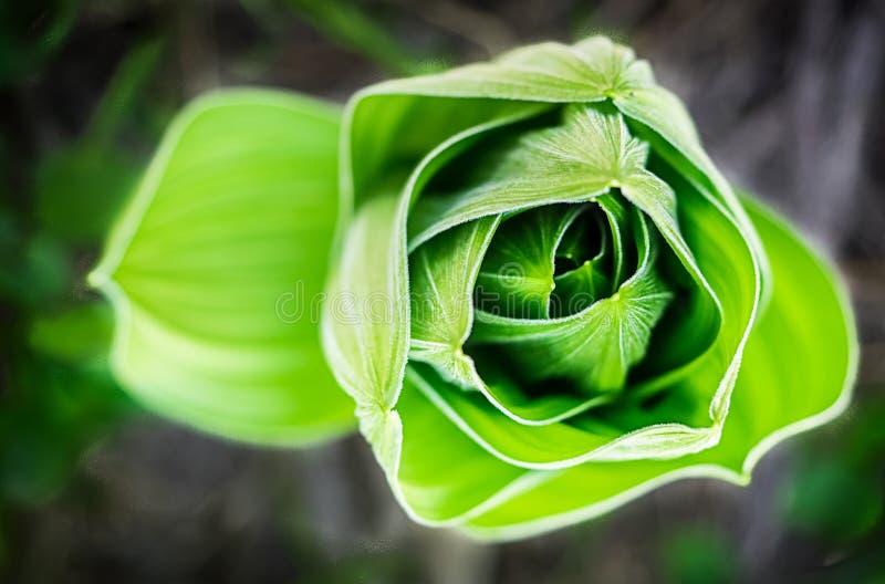 Unfurling leaves stock photo. Image of cabbage, geometry - 99080996
