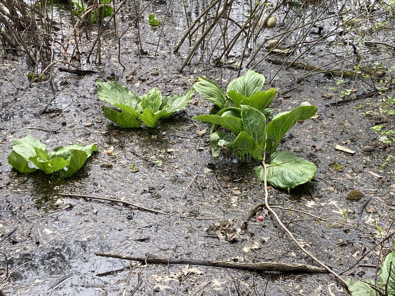 Skunk Cabbage stock photo. Image of green, skunk, leafy - 246243570