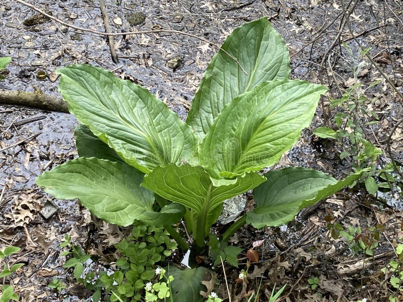Skunk Cabbage stock photo. Image of early, spring, plant - 246243600