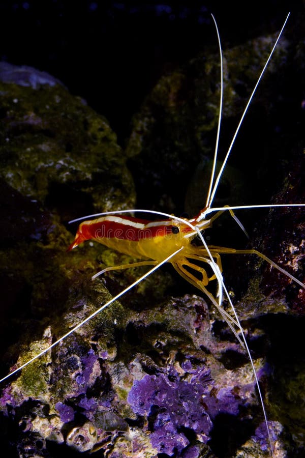 Scarlet Skunk Cleaner Shrimp Stock Photo - Image of scarlet, lysmata ...