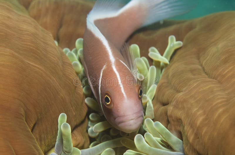 Skunk clown fish stock photo. Image of scuba, deep, wildlife - 14168362
