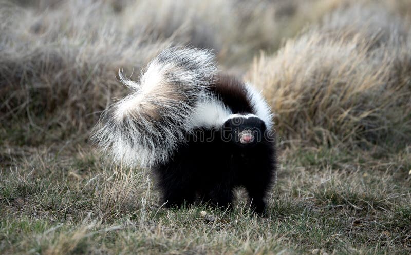 Skunk in Defensive Position in the Countryside Stock Photo - Image of ...