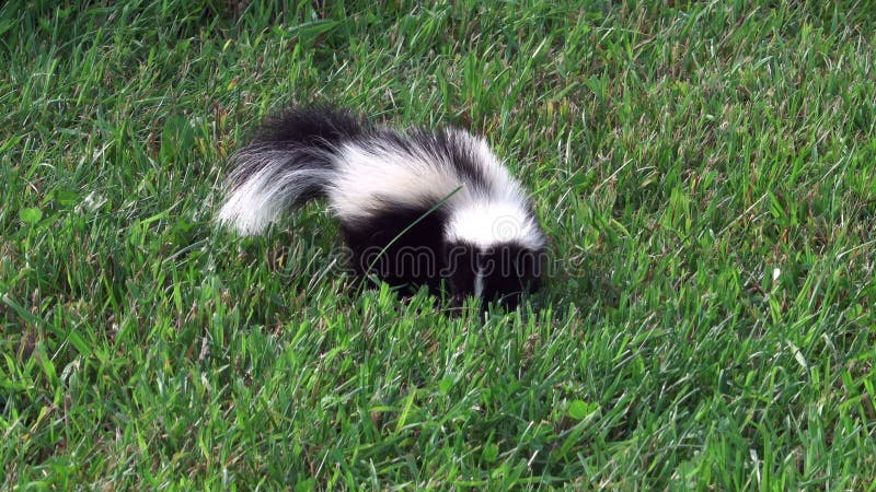Skunk digging in lawn stock footage. Video of lawn, animal - 172986966