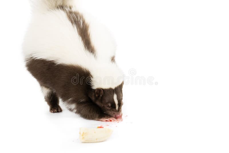 Skunk Eating Stock Photos - Free & Royalty-Free Stock Photos from ...