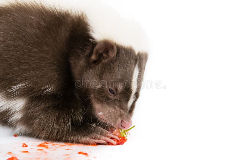 Skunk standing up stock image. Image of front, clifford - 45954103