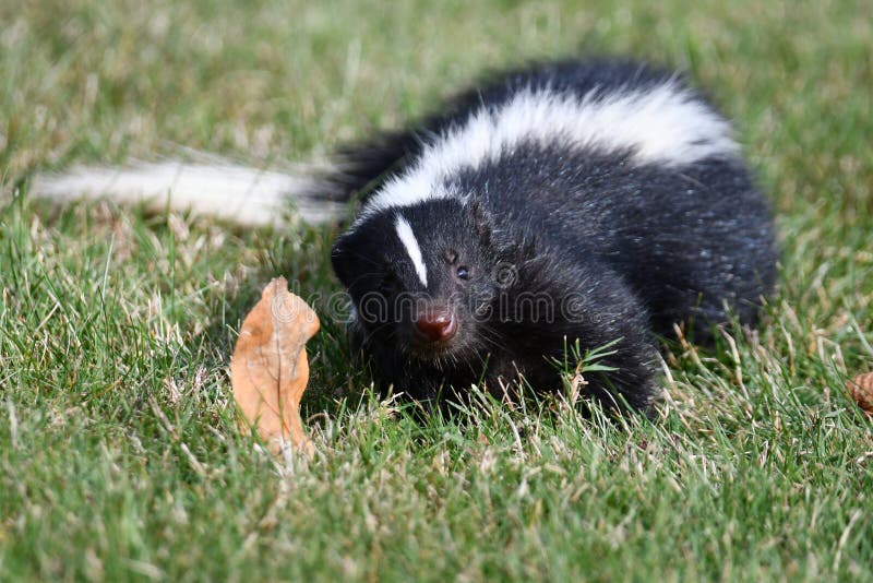 Shoulder Markings Stock Photos - Free & Royalty-Free Stock Photos from ...
