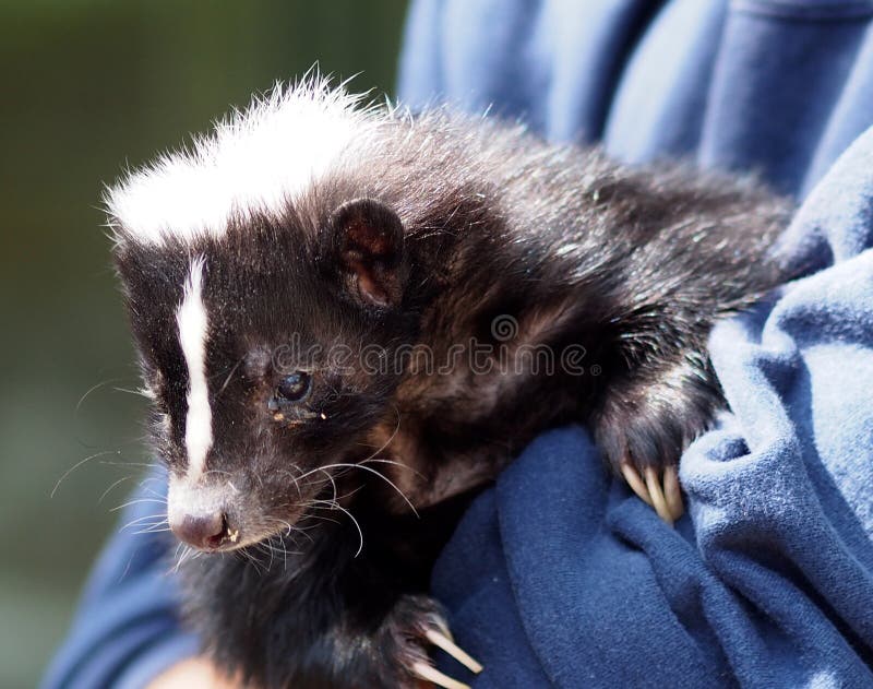 Skunk stock image. Image of musk, skunk, nocturnal, glands - 55539671