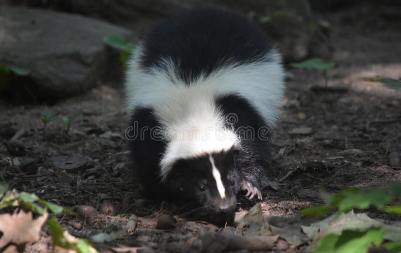 Black and White Skunk with Long Claws Stock Photo - Image of woodlands ...