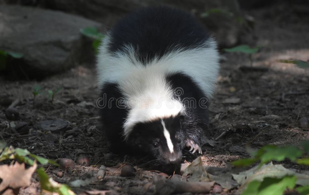 Black and White Skunk with Long Claws Stock Photo - Image of woodlands ...