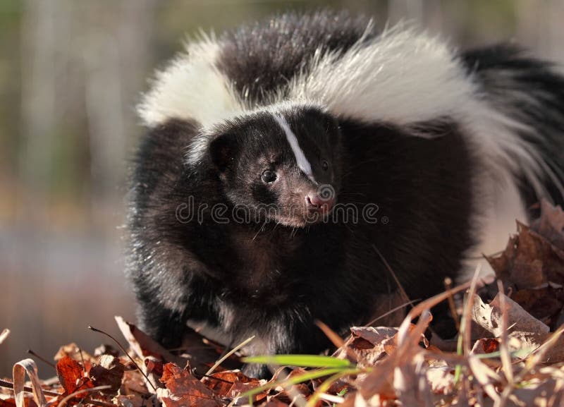 Fat Striped Skunk Wildlife in Den Stock Image - Image of wildlife ...