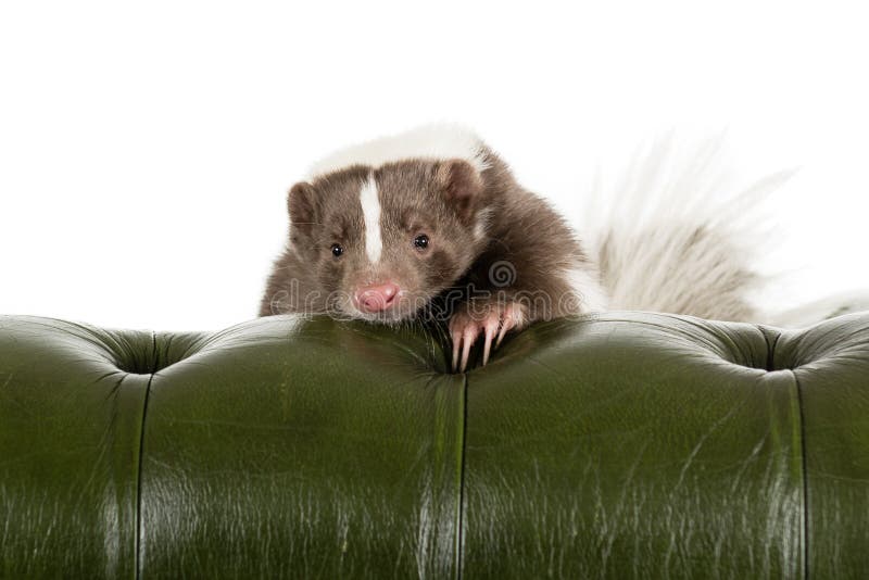 Skunk standing up stock image. Image of front, clifford - 45954103