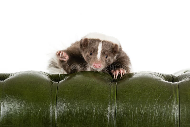 Skunk standing up stock image. Image of front, clifford - 45954103