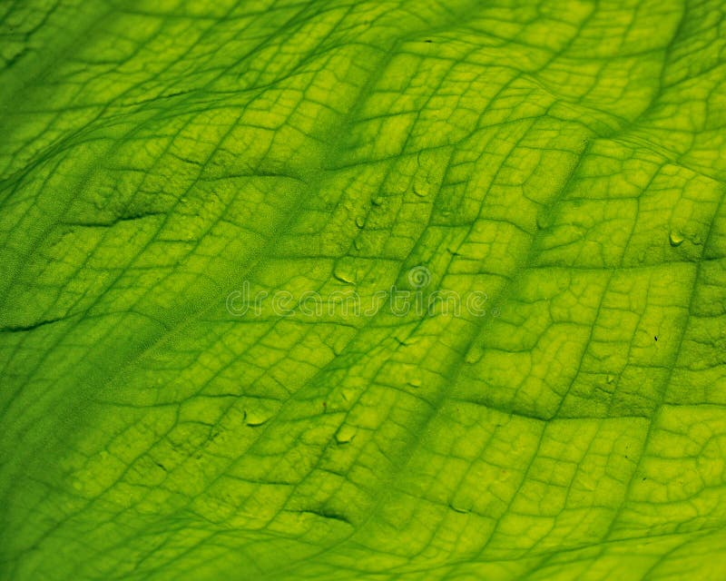 Skunk Plant stock photo. Image of wildflower, sympocarpus - 73409942