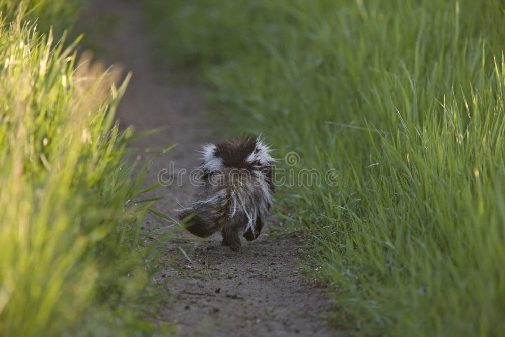 Skunk running stock photo. Image of skunk, mammal, animal - 27629478