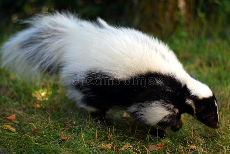 Striped skunk stock image. Image of environment, nocturnal - 85124773