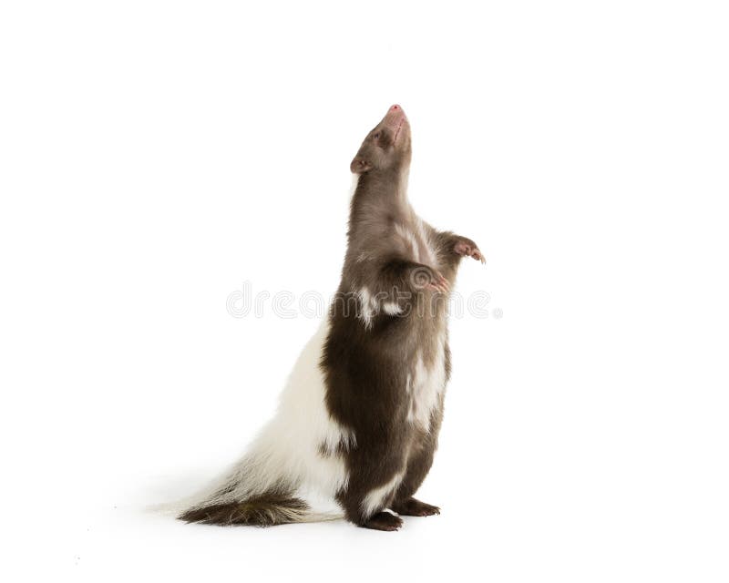 Skunk standing up stock image. Image of animal, indoors - 45954045