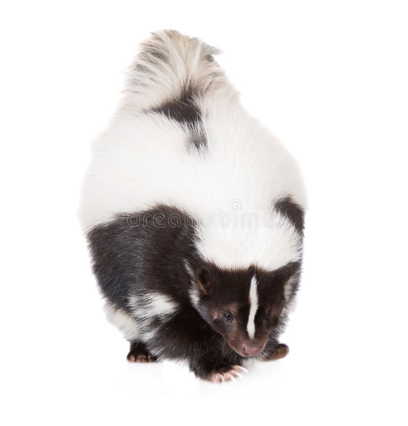 Skunk on white stock image. Image of beast, predator - 64924759