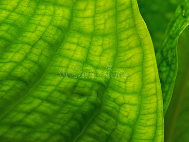 SkunkPlant stock image. Image of cabbage, foetidus, colour - 80828945