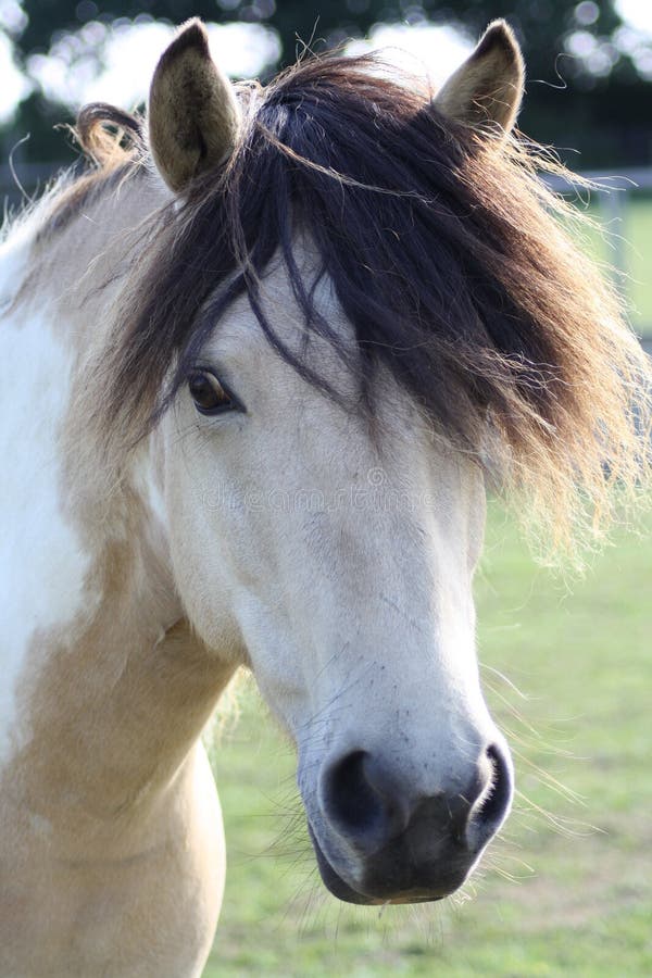 Skwebald Horse stock image. Image of skewbald, mare, horse - 48372837