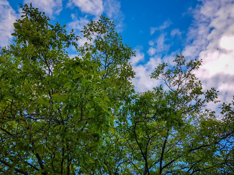 The Sky Above the Tree in the Forest Stock Image - Image of life, green ...