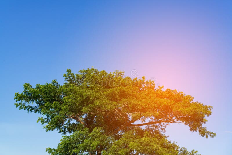 Sky Above the Tree in the Forest Stock Photo - Image of season, wood ...