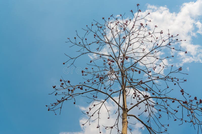 Sky Above The Trees In The Forest, Nature Background. Vintage To Stock ...