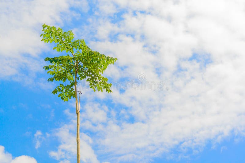 Sky Above the Trees in the Forest Stock Photo - Image of scene, park ...