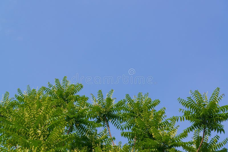 Sky Above the Trees in the Forest, Nature Background. Vintage To Stock ...