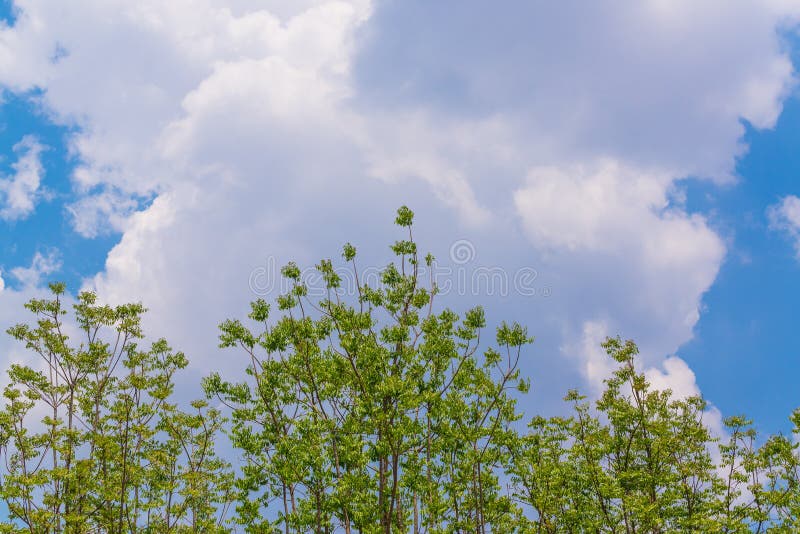 Sky Above the Trees in the Forest Stock Image - Image of scene, cloud ...