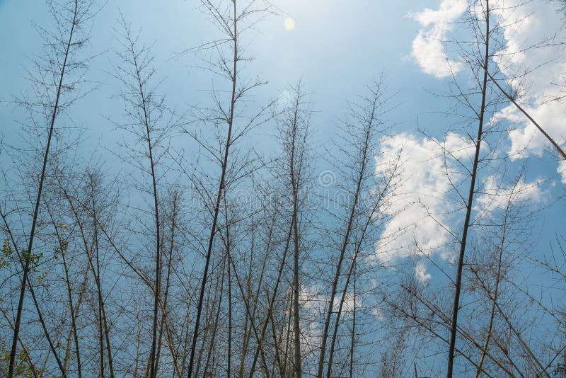 Sky Above the Trees in the Forest in Vintage Tone. Stock Image - Image ...