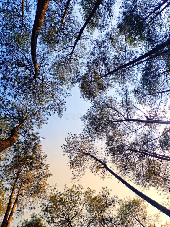 Sky Above Trees at Sunset, Taken in the Afternoon in Bandung, West Java ...