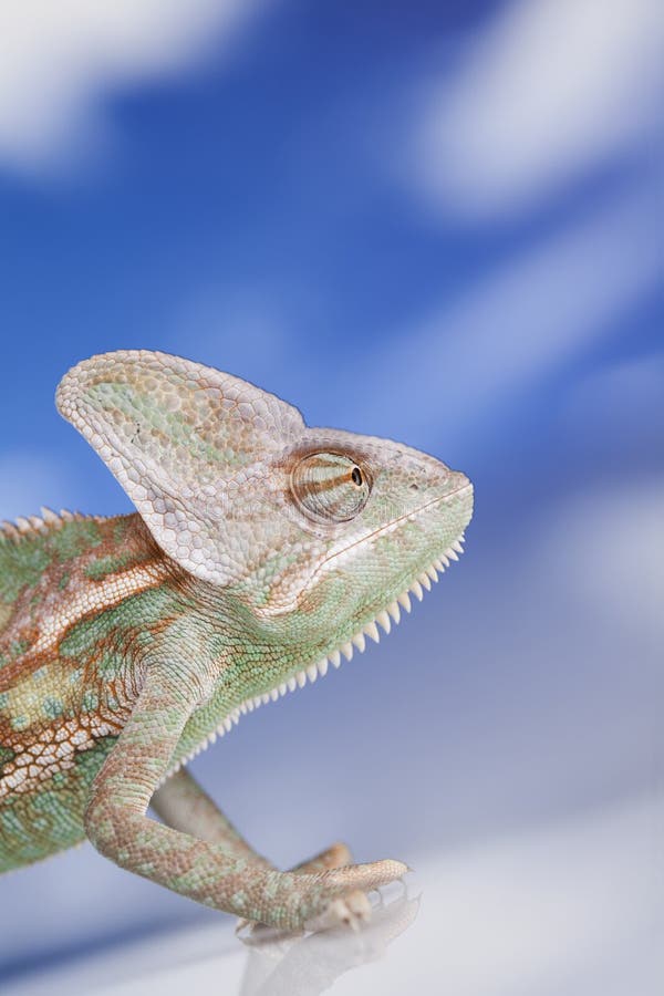 Sky Background, Reptile, Chameleon Lizard Stock Photo - Image of ...