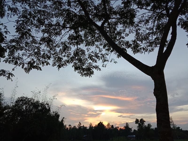 Sky Bamboo Tree Sun Shade Pump Stock Image - Image of tree, bamboo ...