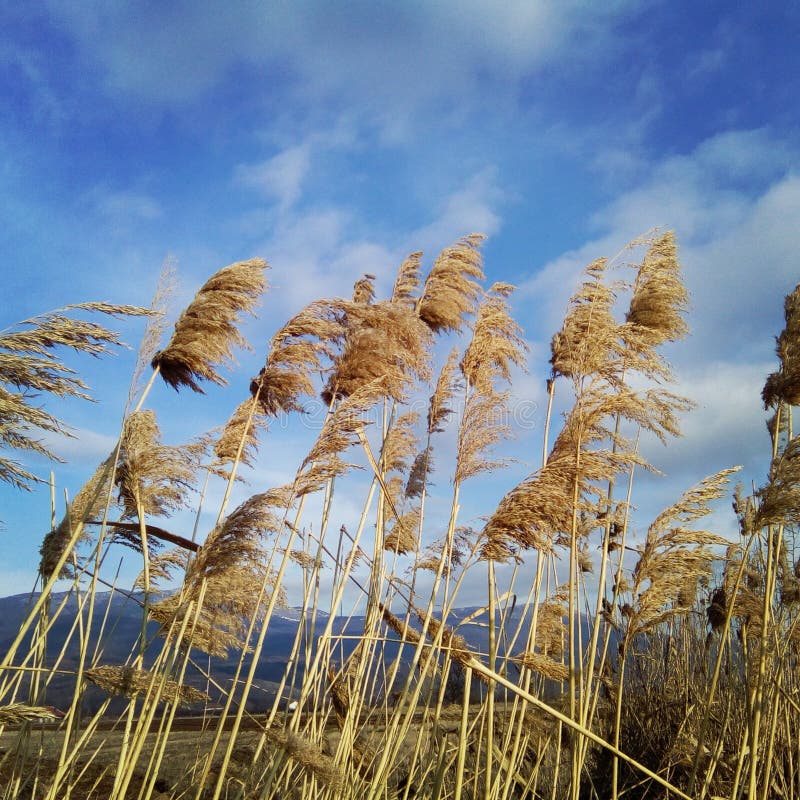 Sky stock photo. Image of moment, wind, beautiful, caught - 111499524