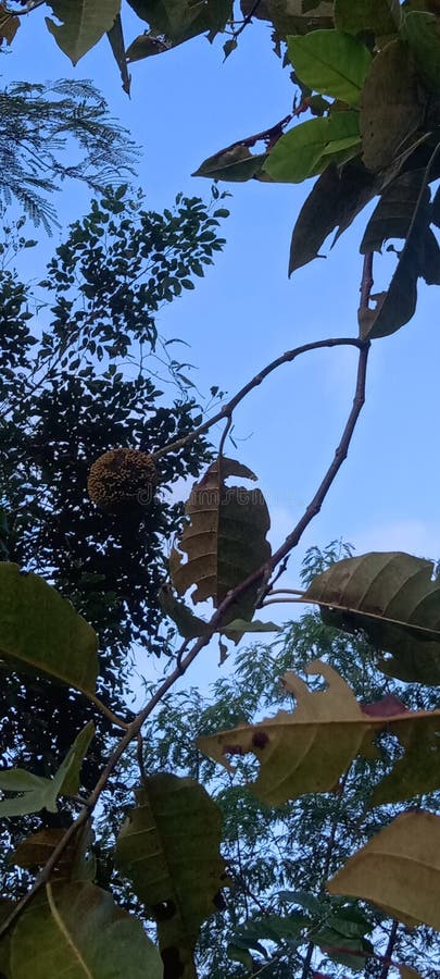 Sky Beautiful and Natural Wild Trees in Sunshine Stock Photo - Image of ...