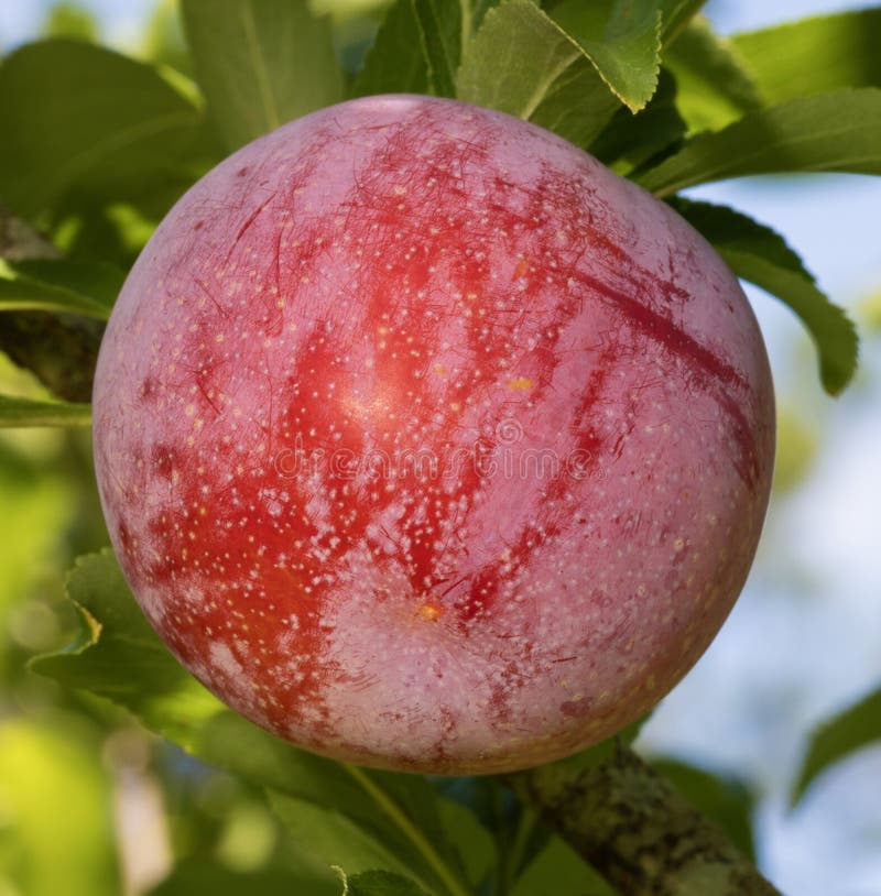 Sky behind a ripening plum stock photo. Image of grey - 331361738