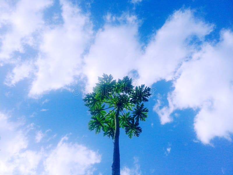 Quality Pepe Tree Stock Photos - Free & Royalty-Free Stock Photos from ...