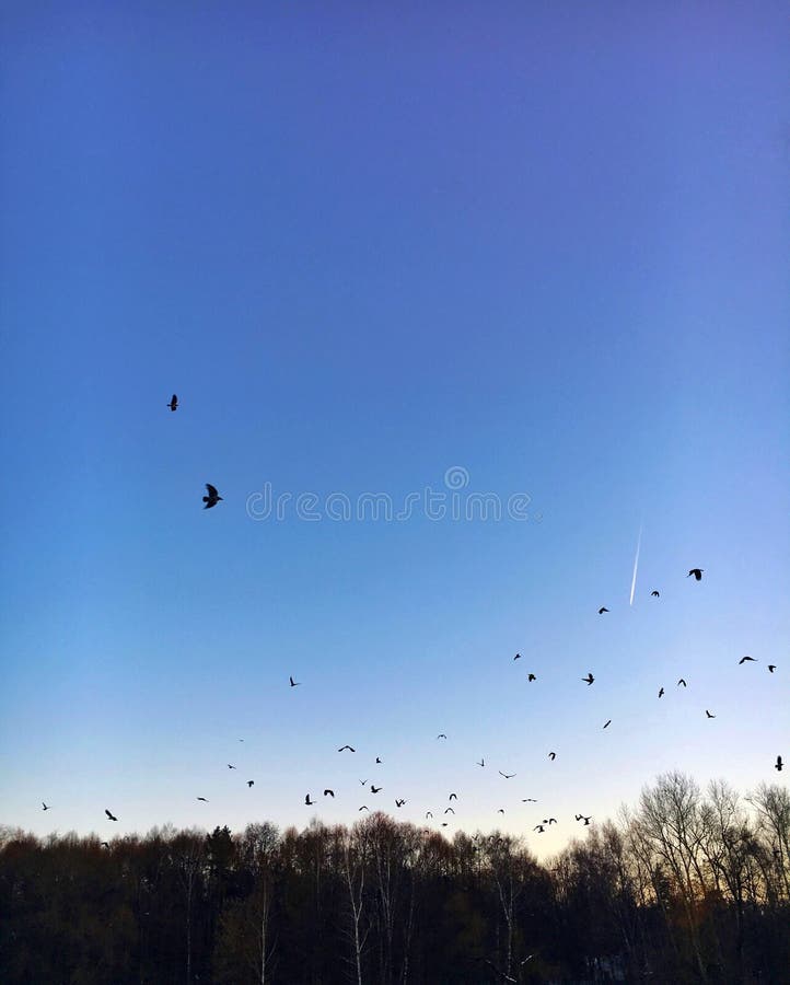 292 Parachute Birds Stock Photos - Free & Royalty-Free Stock Photos ...