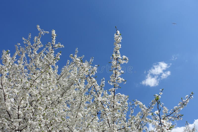 Sky and Blossoming Branches of Plum in April Stock Image - Image of ...