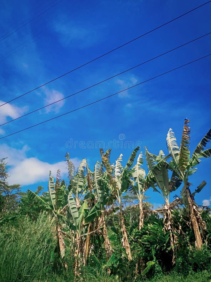 Sky Blue Banana View Tree Grass Cloud Stock Photo - Image of view ...