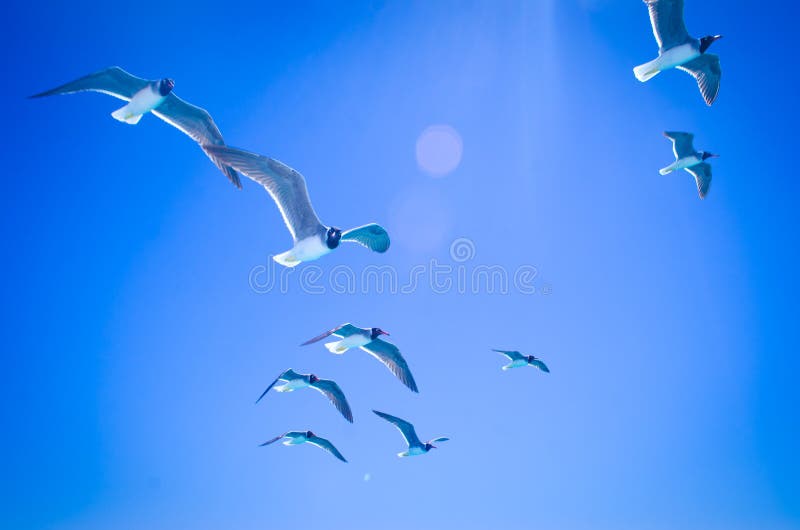 Sky, Blue, Bird, Azure Picture. Image: 113241391