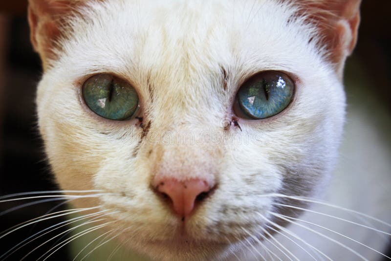 Sky blue cat eye stock photo. Image of humor, looking - 27736084