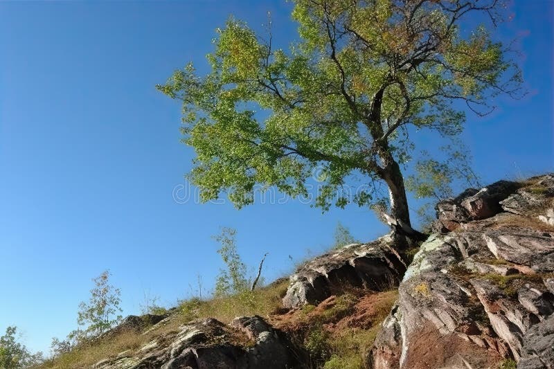 Sky Blue Clear Tree Mountain Top Foliage Green Birch Old Cliff Tree Old ...