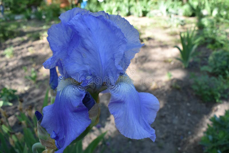 Celestial creation stock photo. Image of young, spring - 100779686