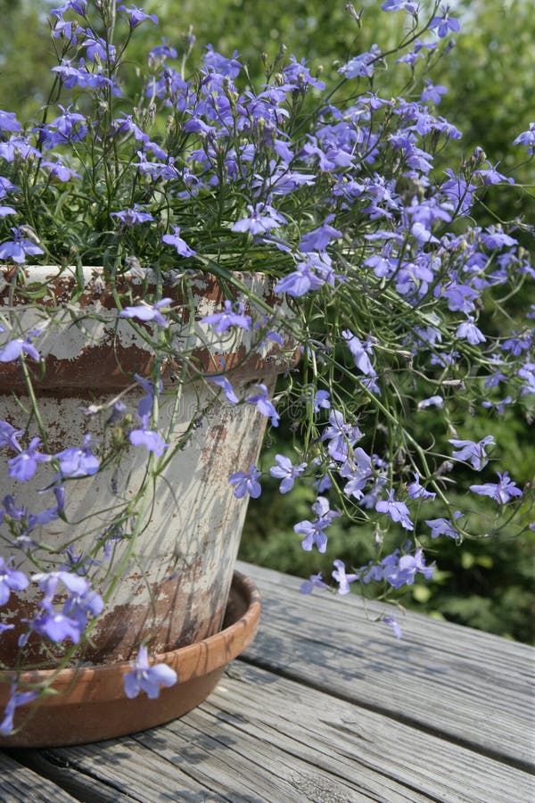 Sky Blue laguna Flowers stock photo. Image of flora, blue - 5562986
