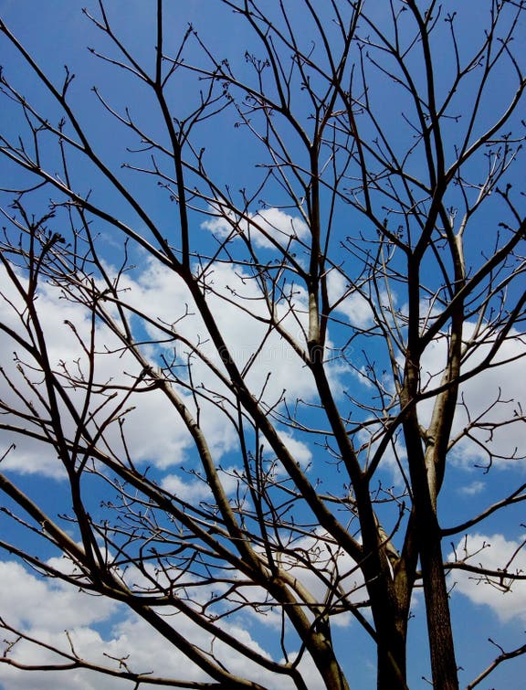 Sky blue clouds and tree stock image. Image of blue - 128878375