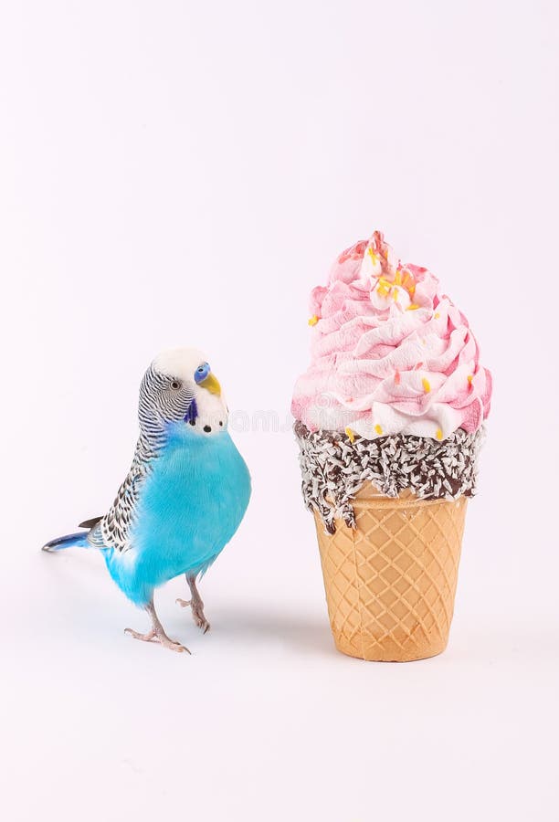 Sky Blue Wavy Parrot with Ice Cream Stock Photo - Image of horizontal ...