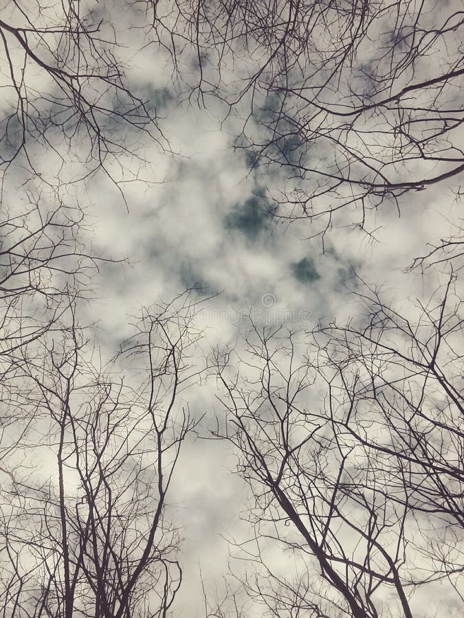 Sky, Branch, Tree, Cloud Picture. Image: 113738747