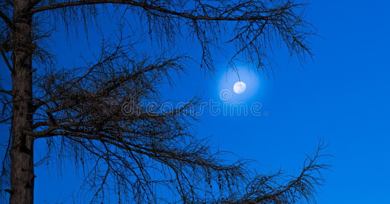 Sky, Branch, Tree, Moon Picture. Image: 118325685